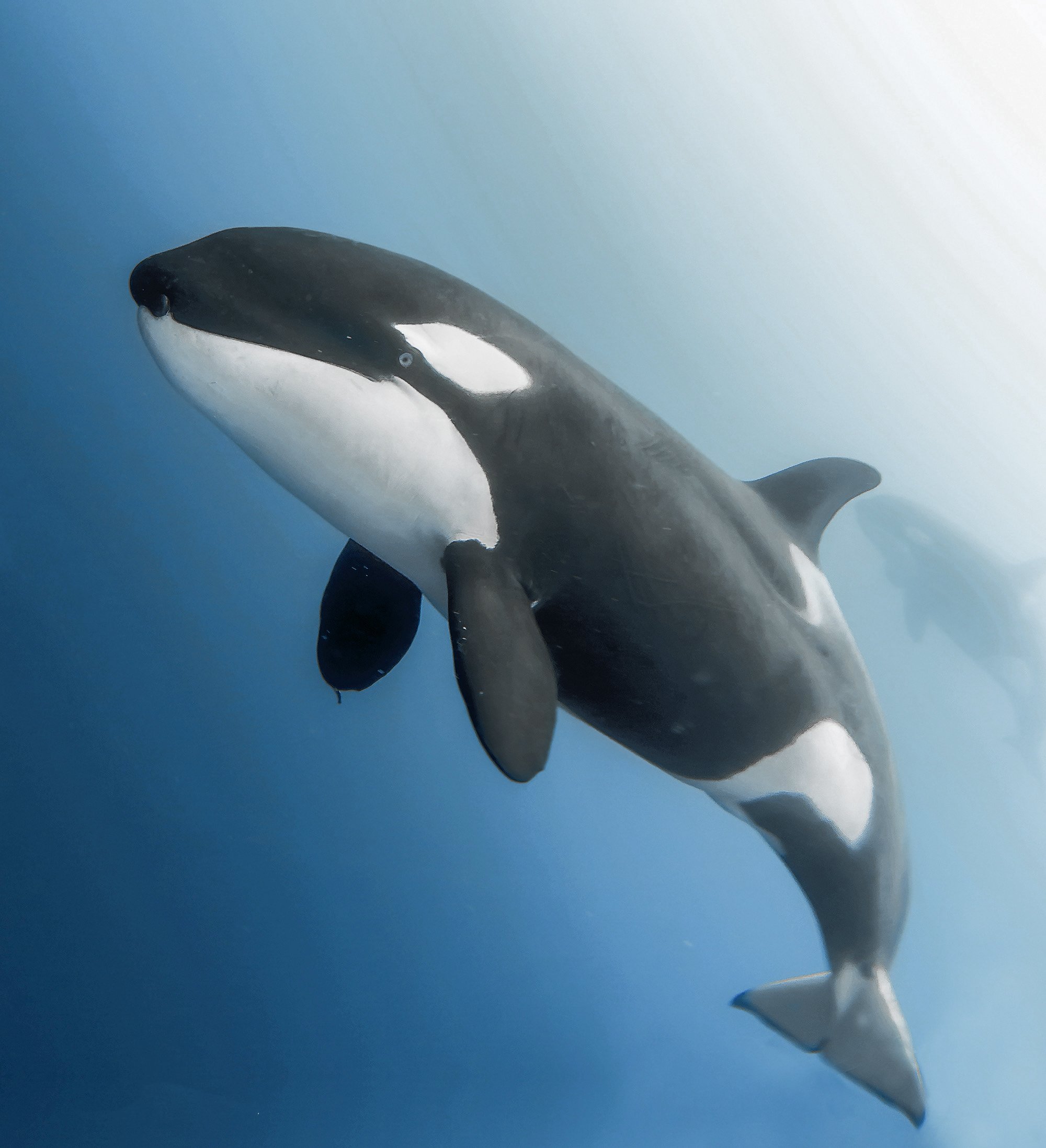Are Orcas Dangerous? What I Learned in the Watertem_title% – Wildlife ...