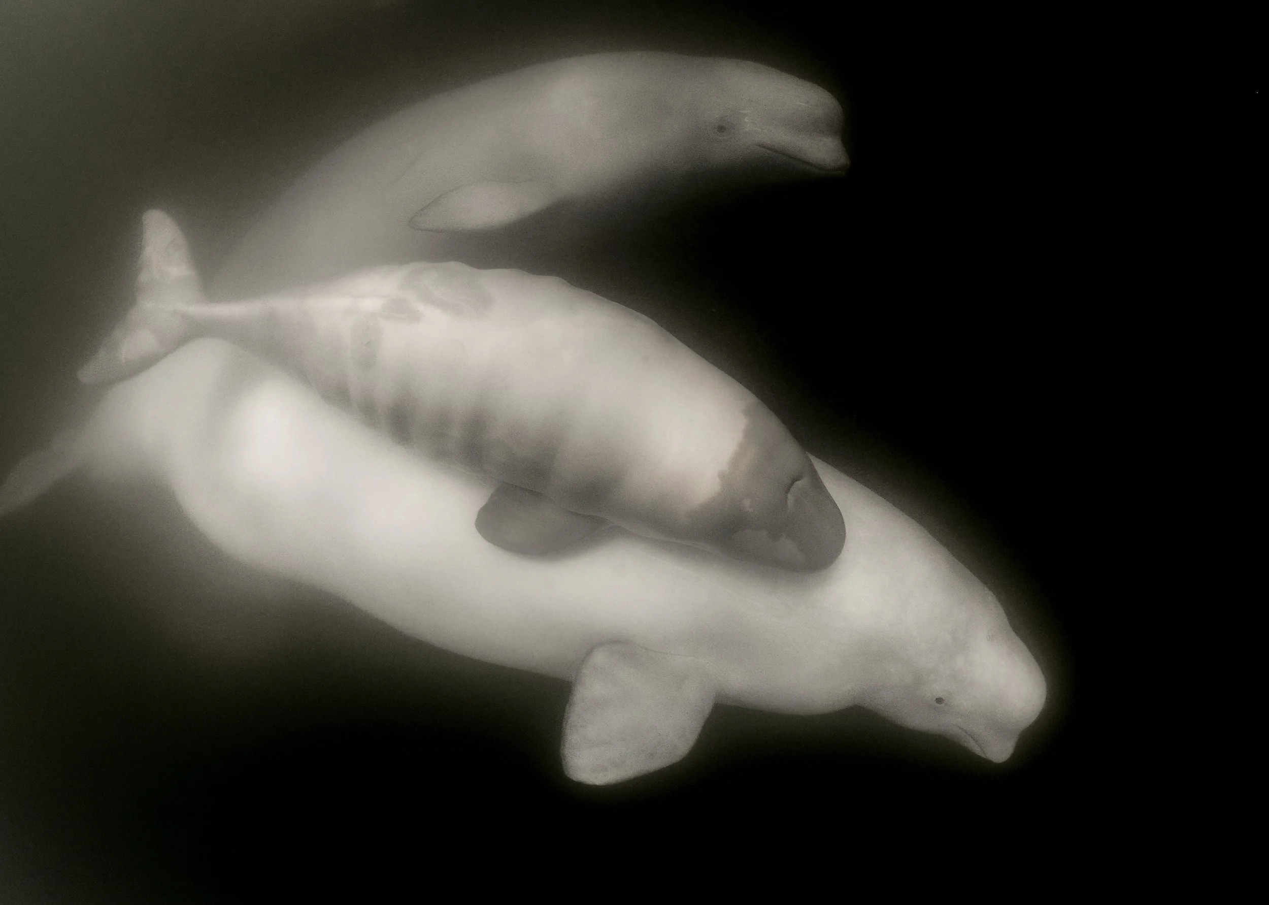 Beluga Whale Diving Tour Trip Report 2018 — SDM Diving