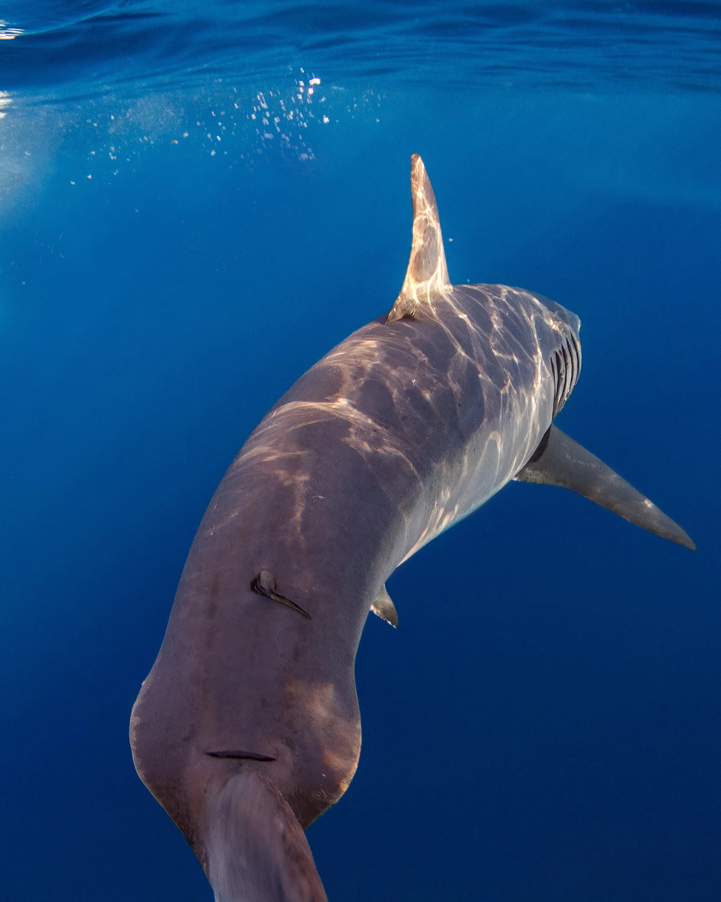 The One That Got Away: The Mako Shark That Changed Everythingtem_title ...