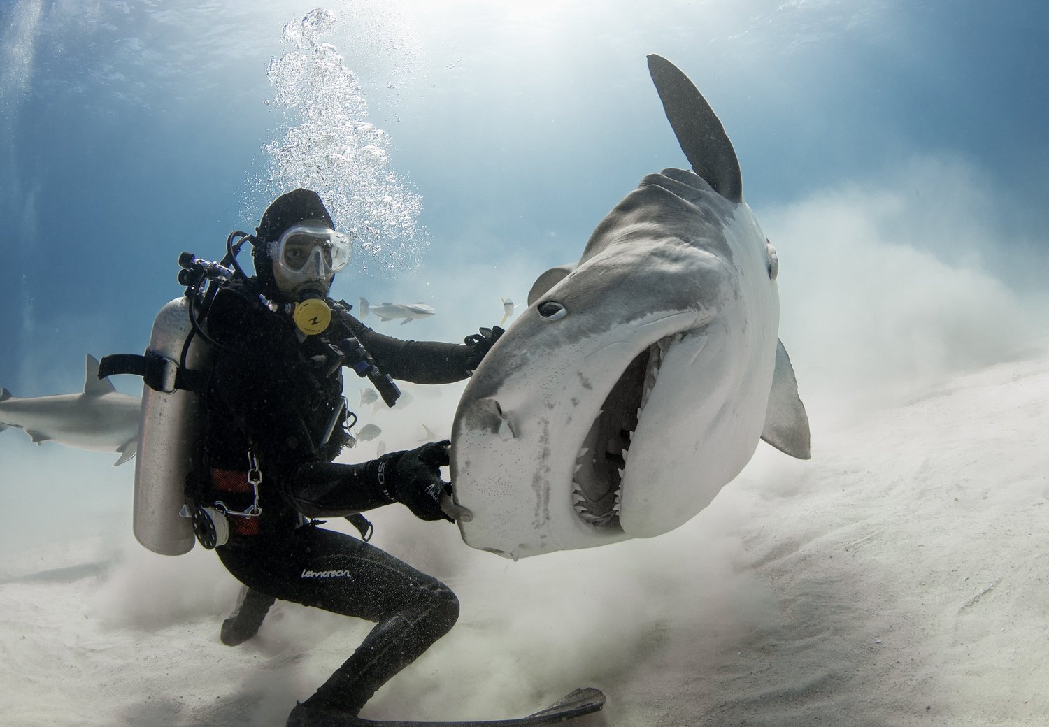 Wildlife Expeditions & Photography Adventures | SDM Adventures