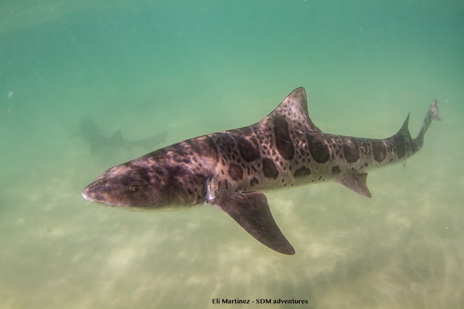 La Jolla Shores is Freaking Shark Diving Heaven! — SDM Diving