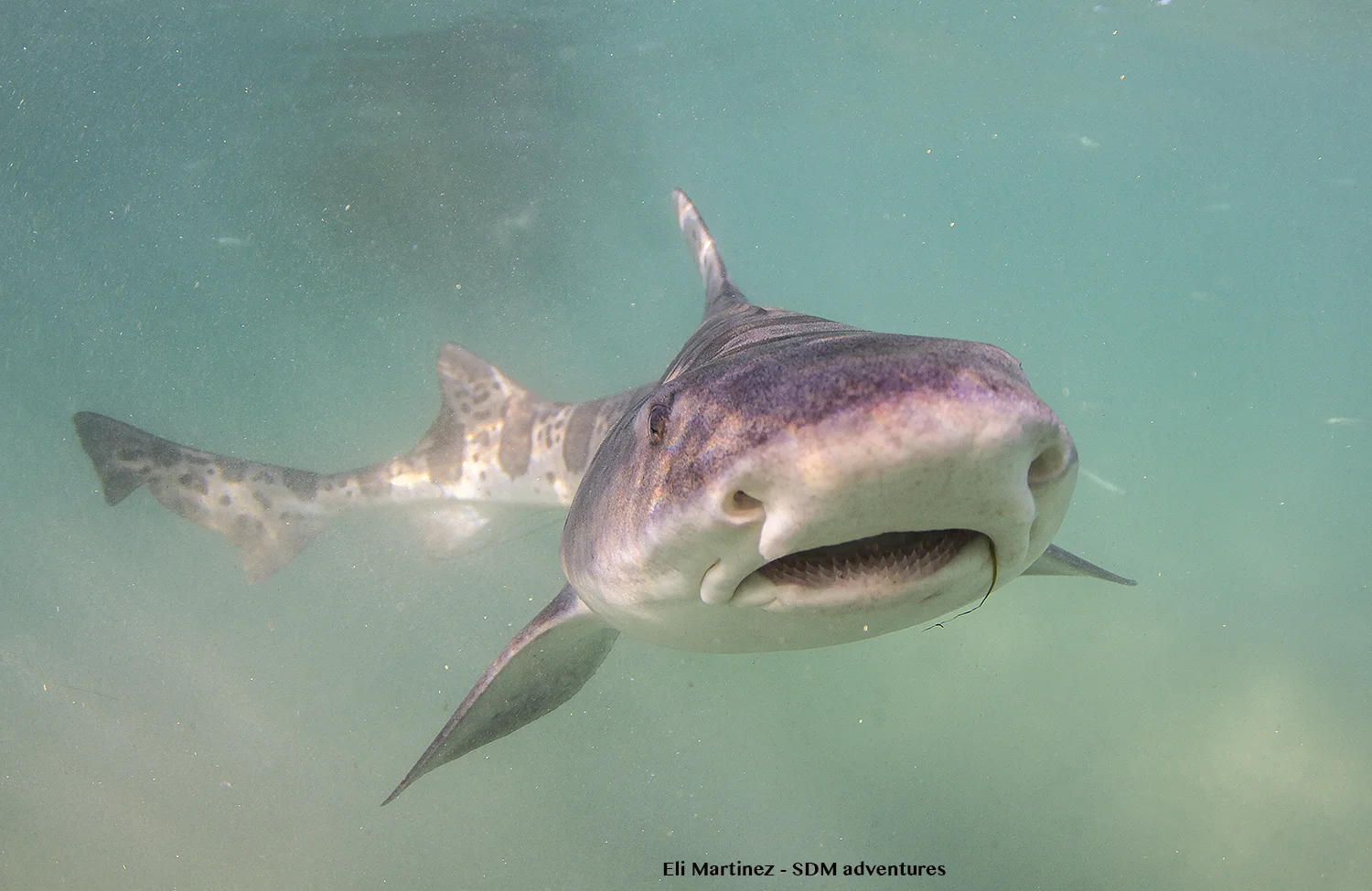 La Jolla Shores is Freaking Shark Diving Heaven! — SDM Diving