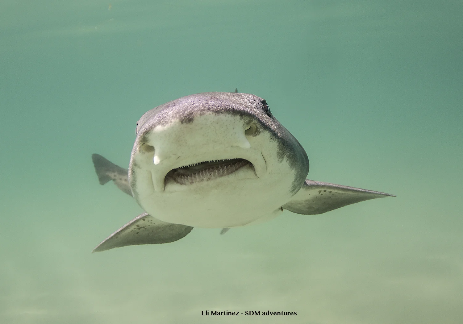 La Jolla Shores is Freaking Shark Diving Heaven! — SDM Diving