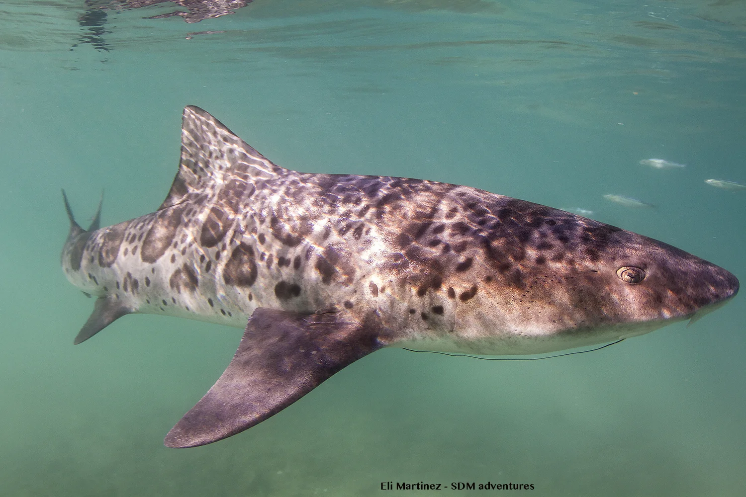 La Jolla Shores is Freaking Shark Diving Heaven! — SDM Diving