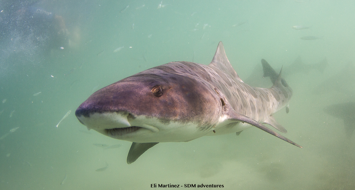 La Jolla Shores is Freaking Shark Diving Heaven! — SDM Diving