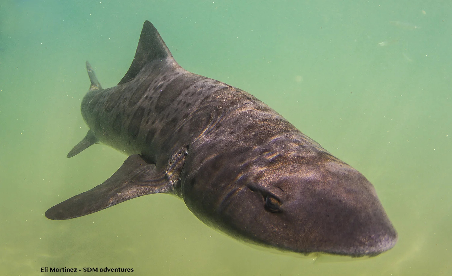 La Jolla Shores is Freaking Shark Diving Heaven! — SDM Diving