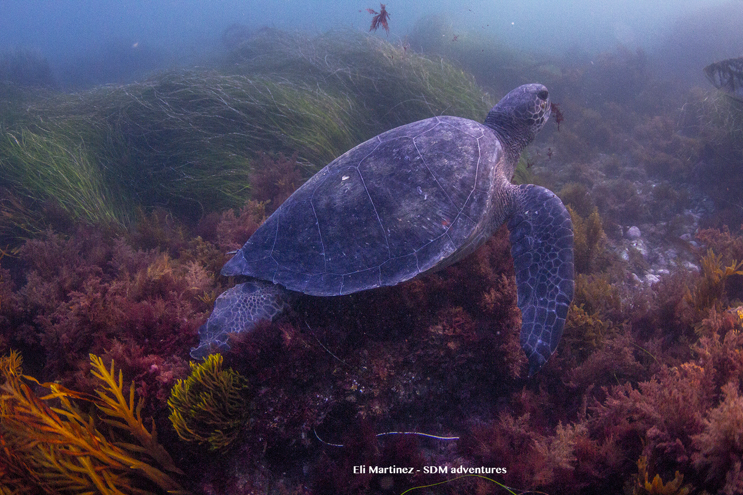 La Jolla Shores is Freaking Shark Diving Heaven! — SDM Diving