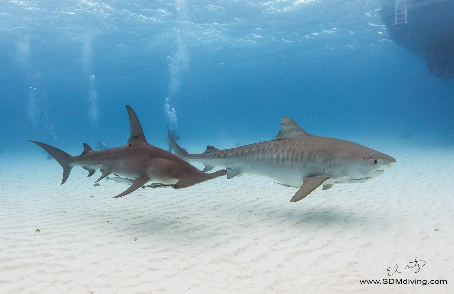 Wildlife Expeditions & Photography Adventures | SDM Adventures