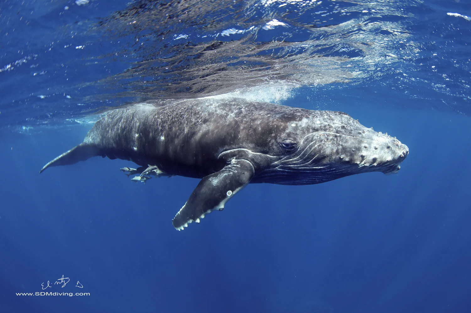 Baby Humpback Whales