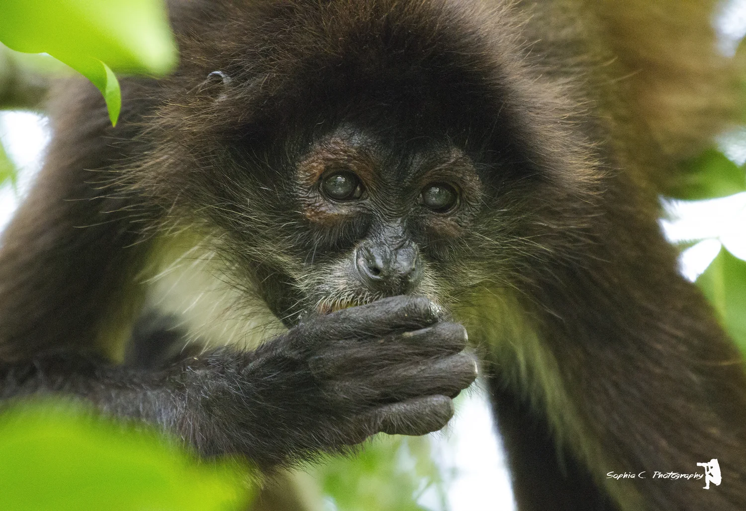 Spider Monkeys and some Wicked Cool Bugs!tem_title% – Wildlife ...