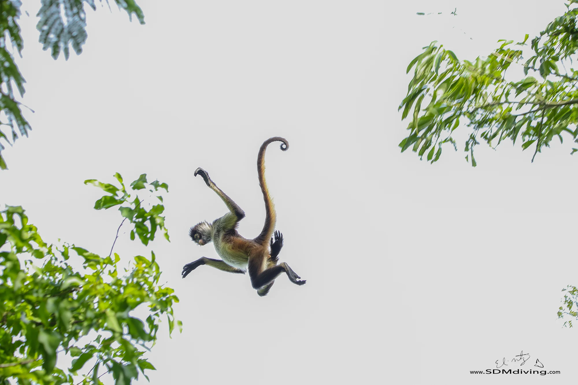 Spider Monkeys and some Wicked Cool Bugs!tem_title% – Wildlife ...