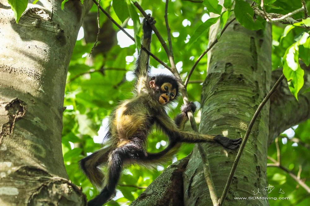 Spider Monkeys and some Wicked Cool Bugs!tem_title% – Wildlife ...
