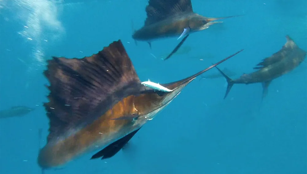 Sailfish Craziness in Mexico... Really Miss this trip!tem_title ...