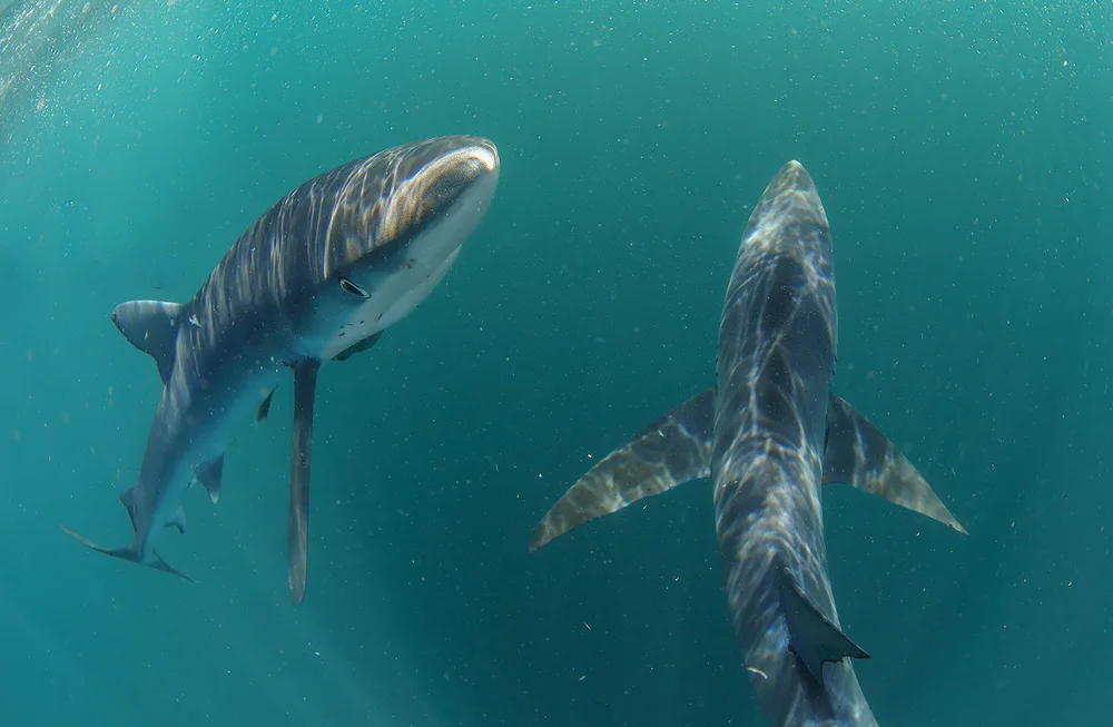 Mako Shark Expedition Highlightstem_title% – Wildlife Expeditions | SDM ...