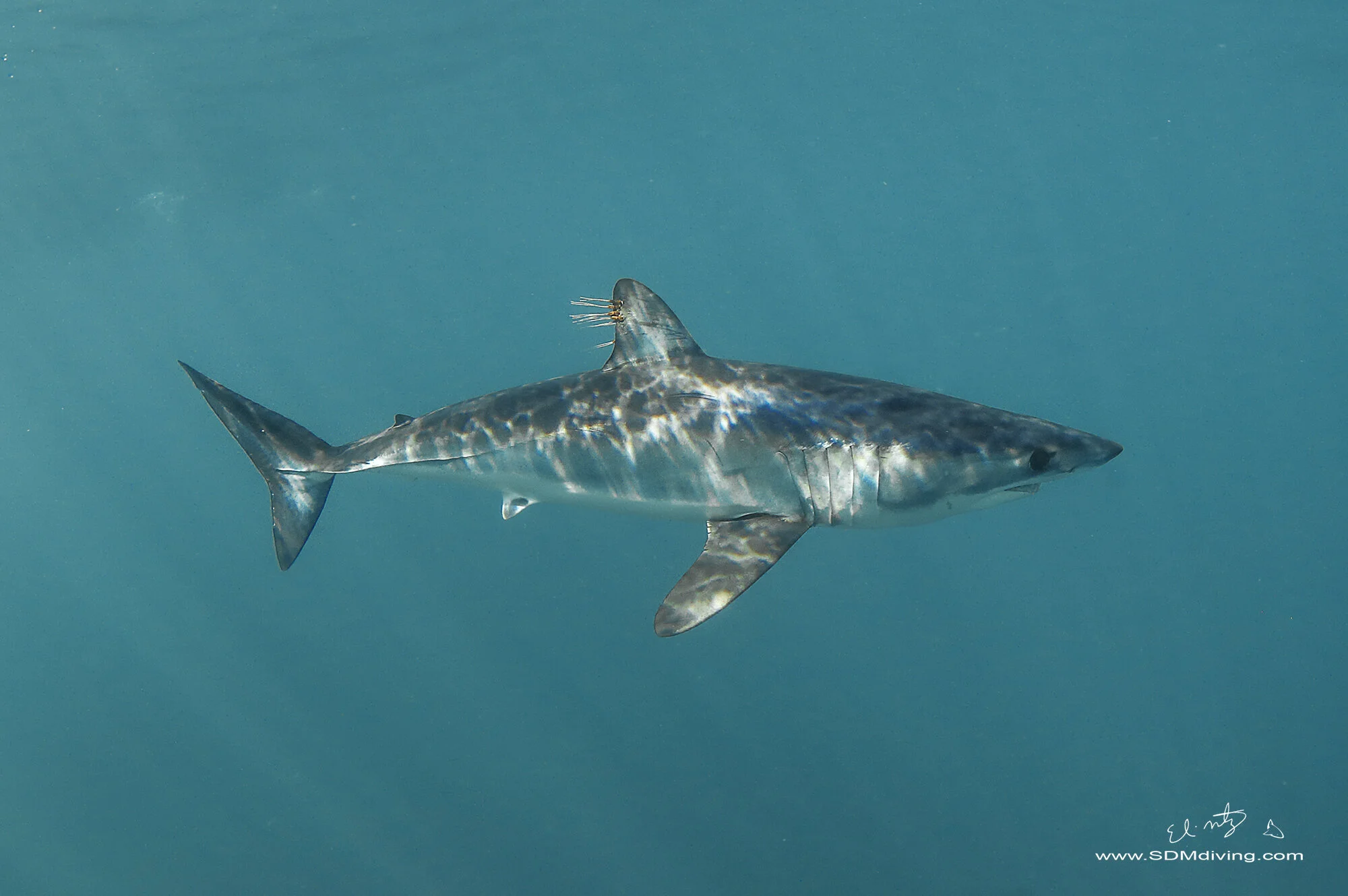 Mako Shark Expedition Highlightstem_title% – Wildlife Expeditions | SDM ...