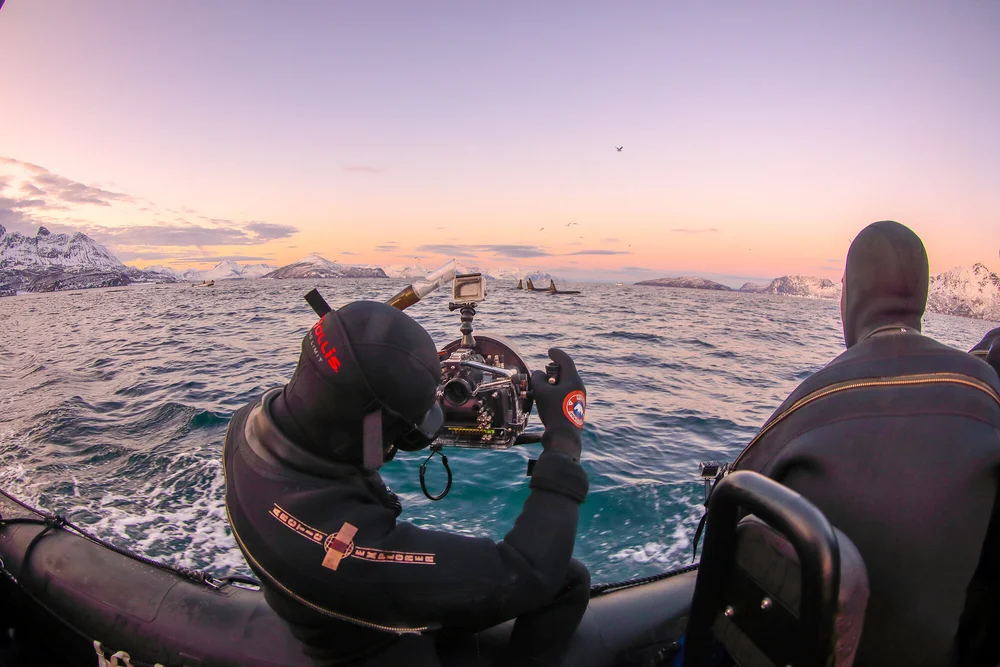 Orca Diving Expedition off Skervoy, Norway — SDM Diving