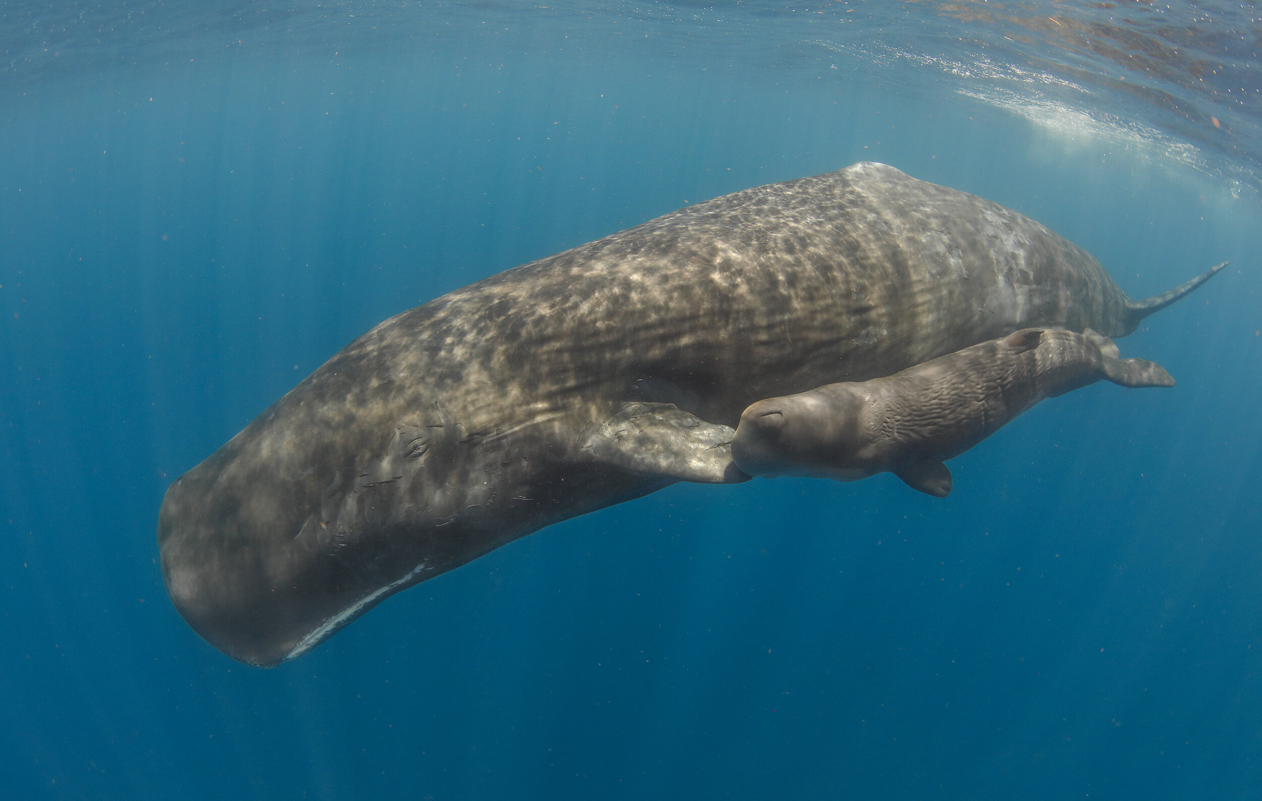 Sperm Whale Diving - Diving with sperm whales off Dominica Island ...