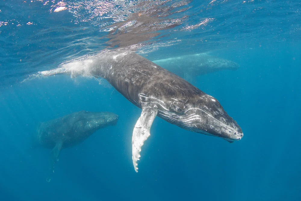 Wildlife Expeditions & Photography Adventures | SDM Adventures