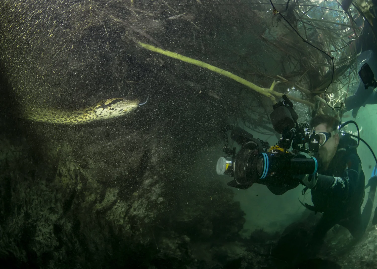 Giant Green Anaconda Underwater