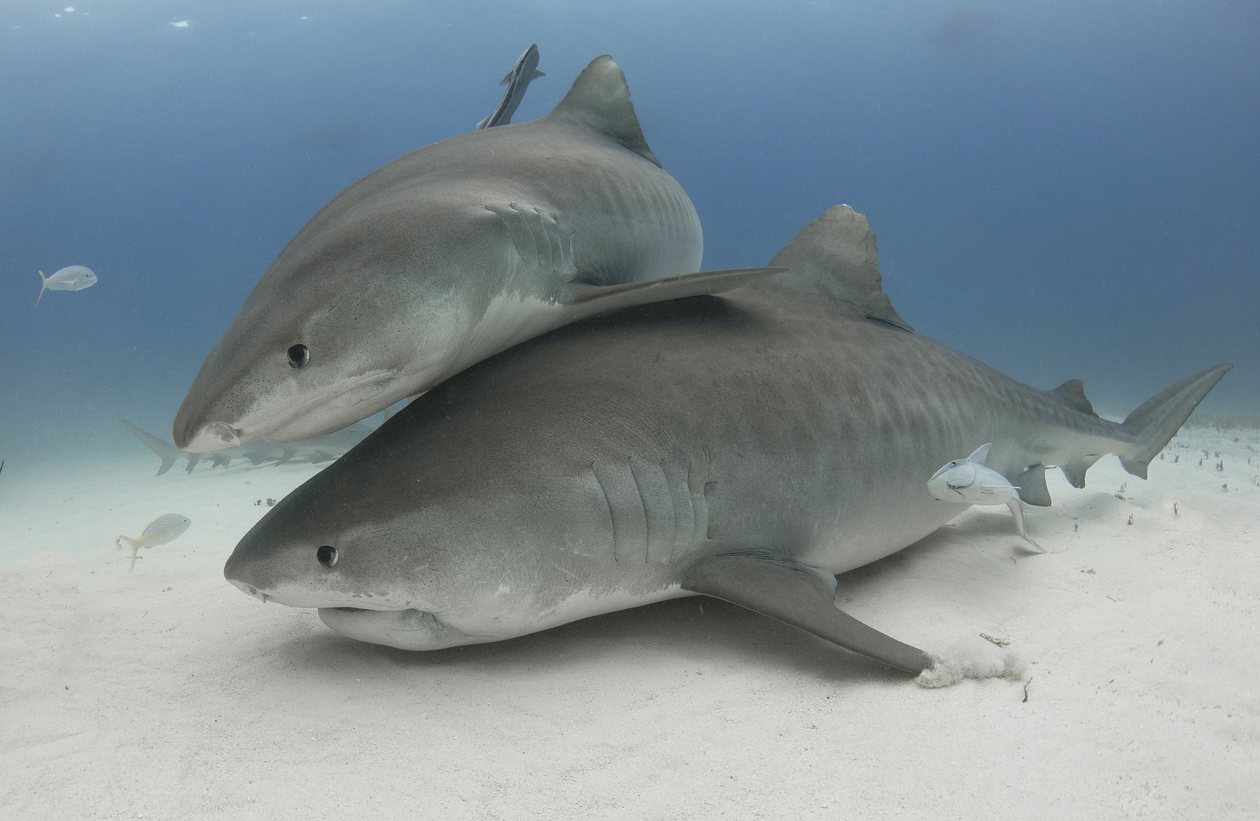 Tiger Shark Diving at Tiger Beach Bahamas — SDM Diving