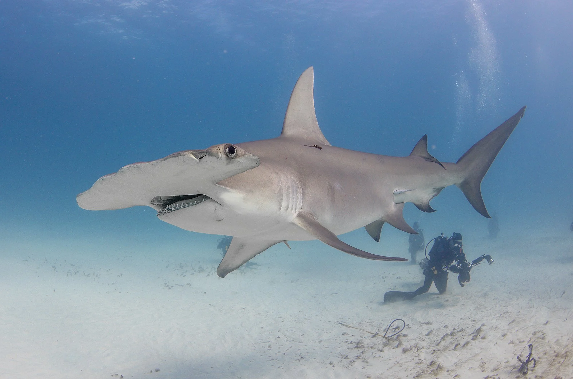 Wildlife Expeditions & Photography Adventures | SDM Adventures