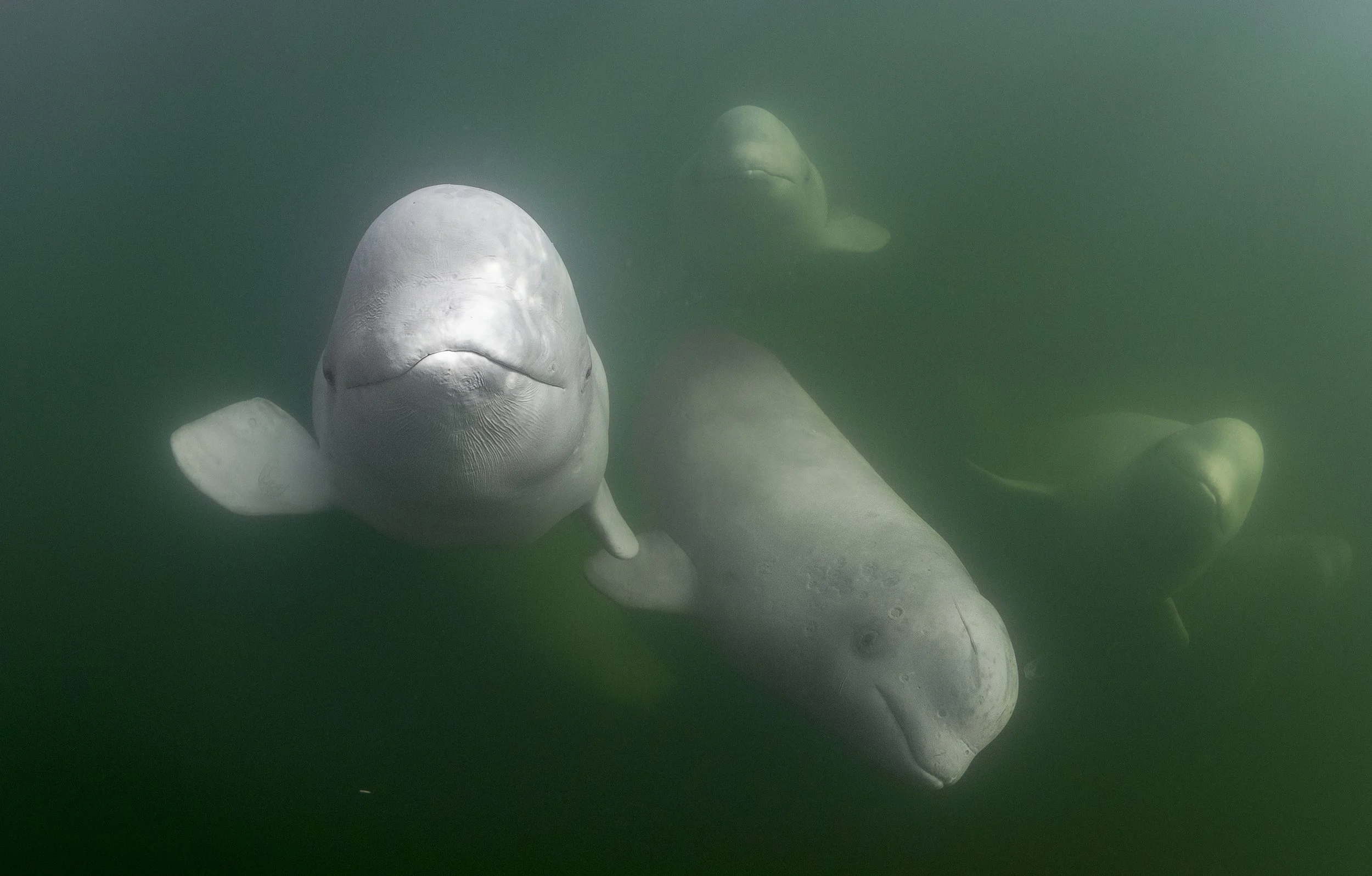 Beluga whales Diving, polar bears land tours, arctic foxes photography ...