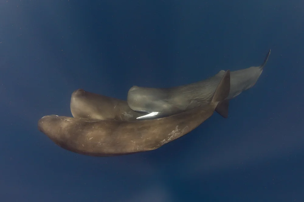 Sperm Whale Diving Expedition in Dominica | Ultimate Underwater ...