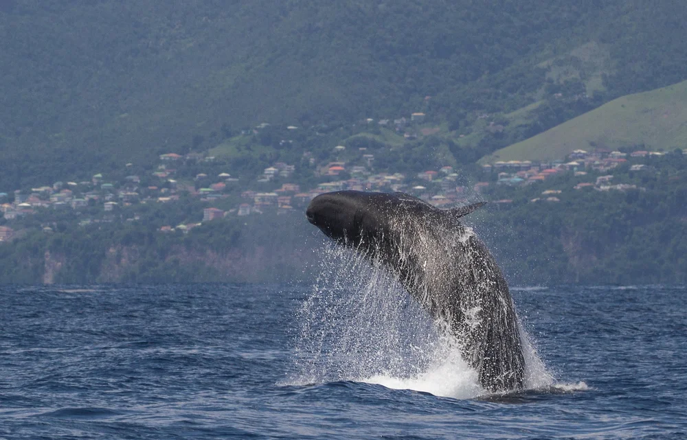 Sperm Whale Diving Expedition in Dominica | Ultimate Underwater ...