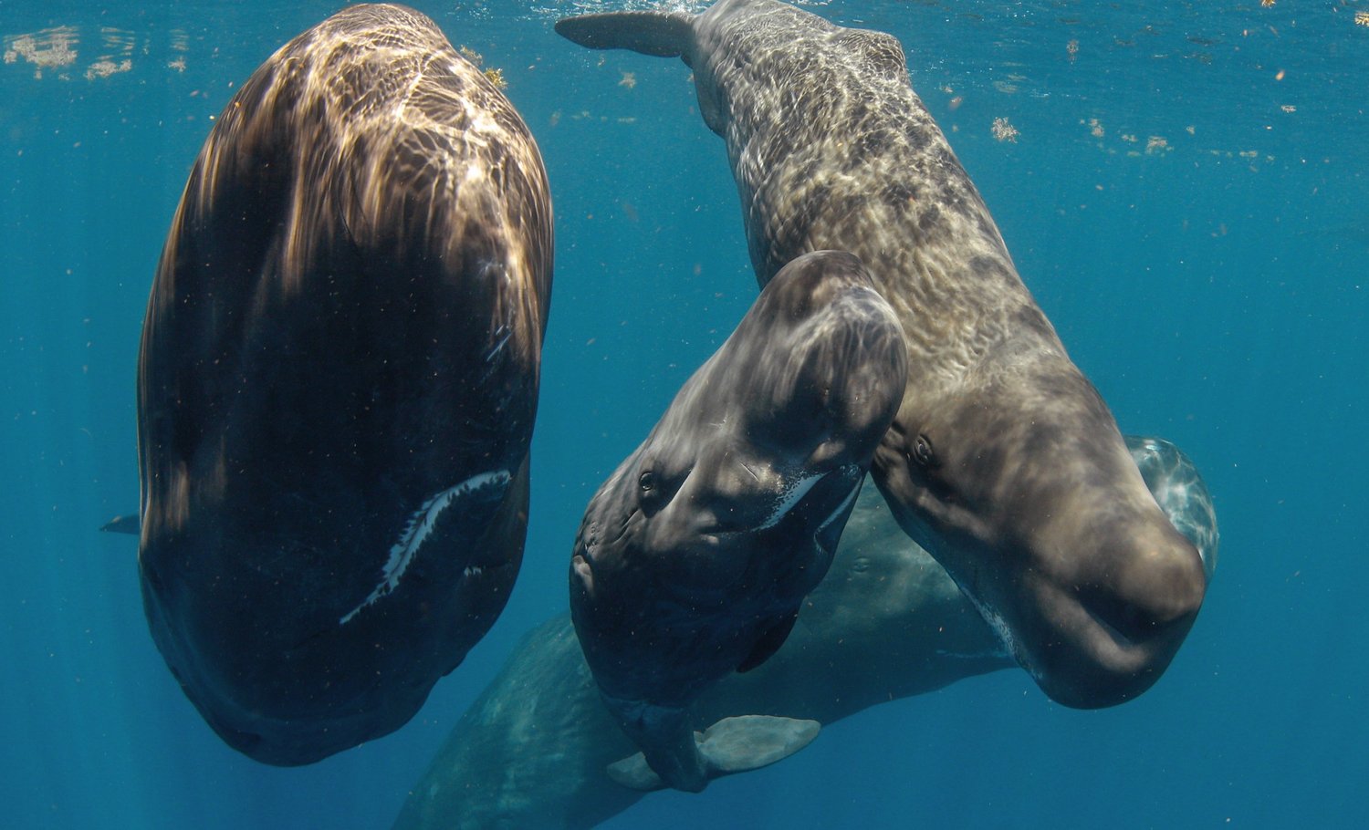 Sperm Whale Diving Expedition in Dominica | Ultimate Underwater ...