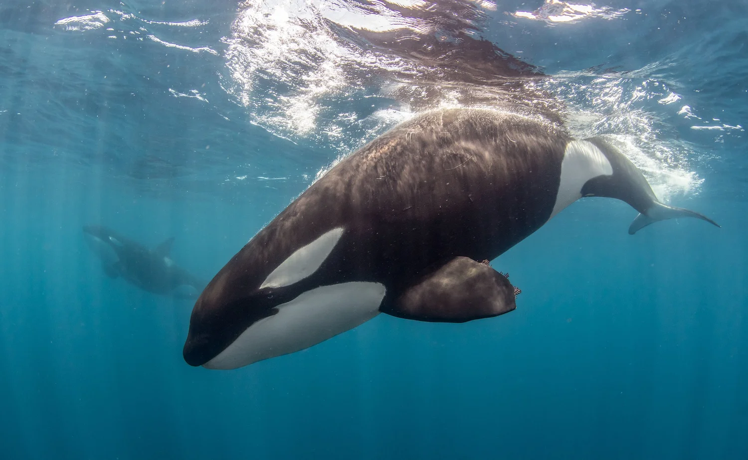 Swim with Orcas in Baja. — SDM Diving