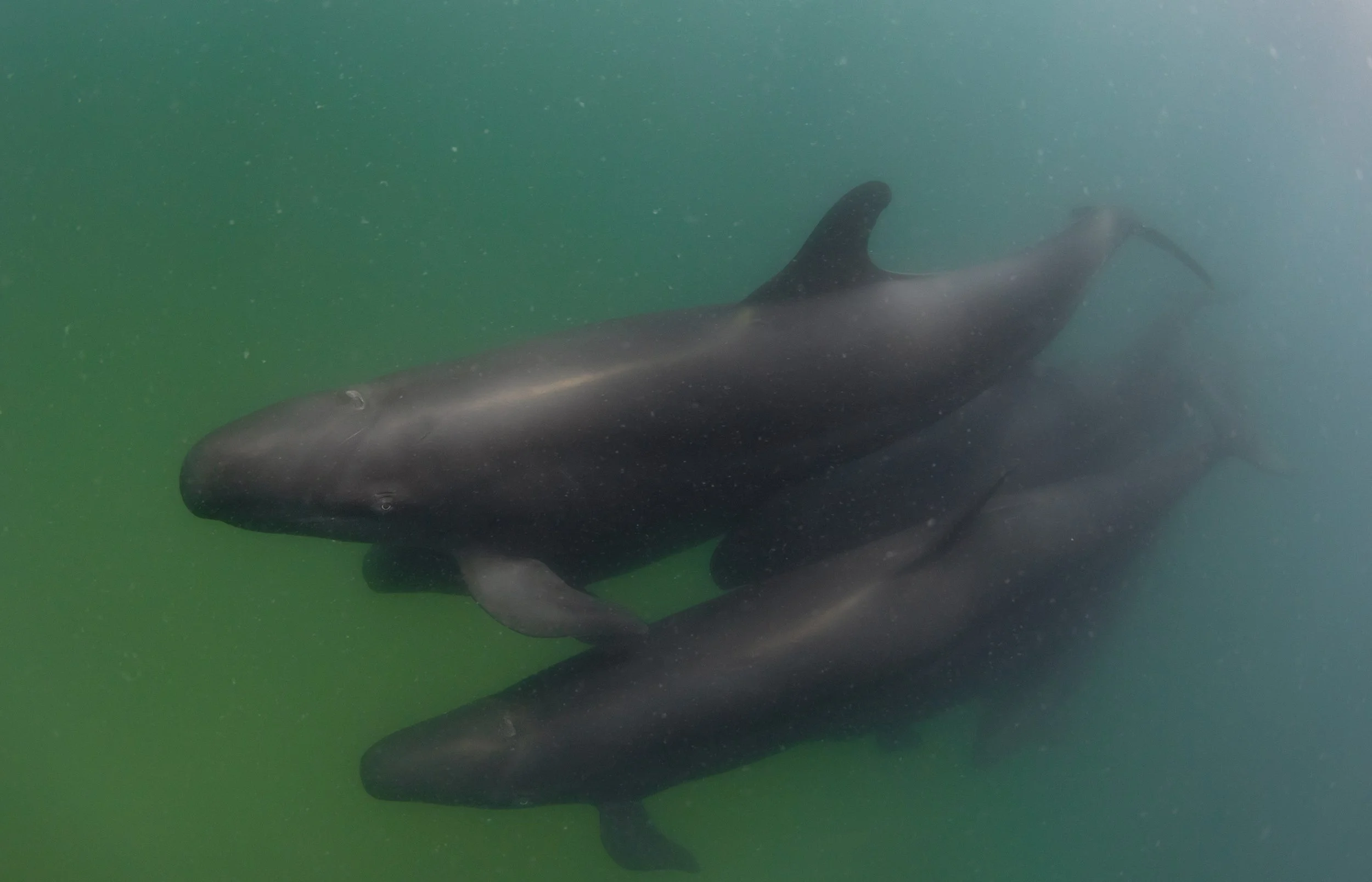 Swim with Orcas in Baja. — SDM Diving