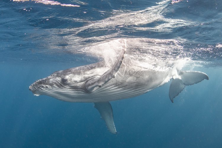 Wildlife Expeditions & Photography Adventures | SDM Adventures