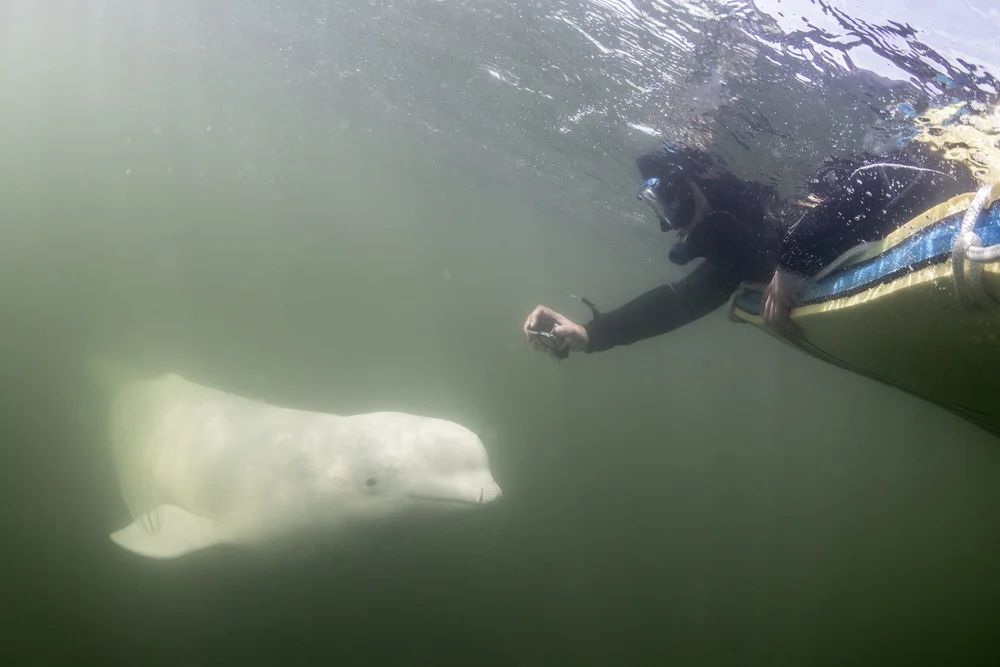 Beluga Whale Diving & Polar Bear Expedition in Churchill, Canada ...