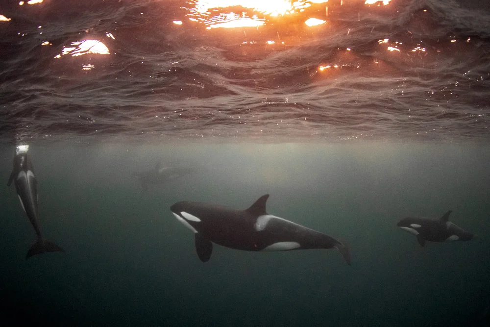 Wildlife Expeditions & Photography Adventures | SDM Adventures