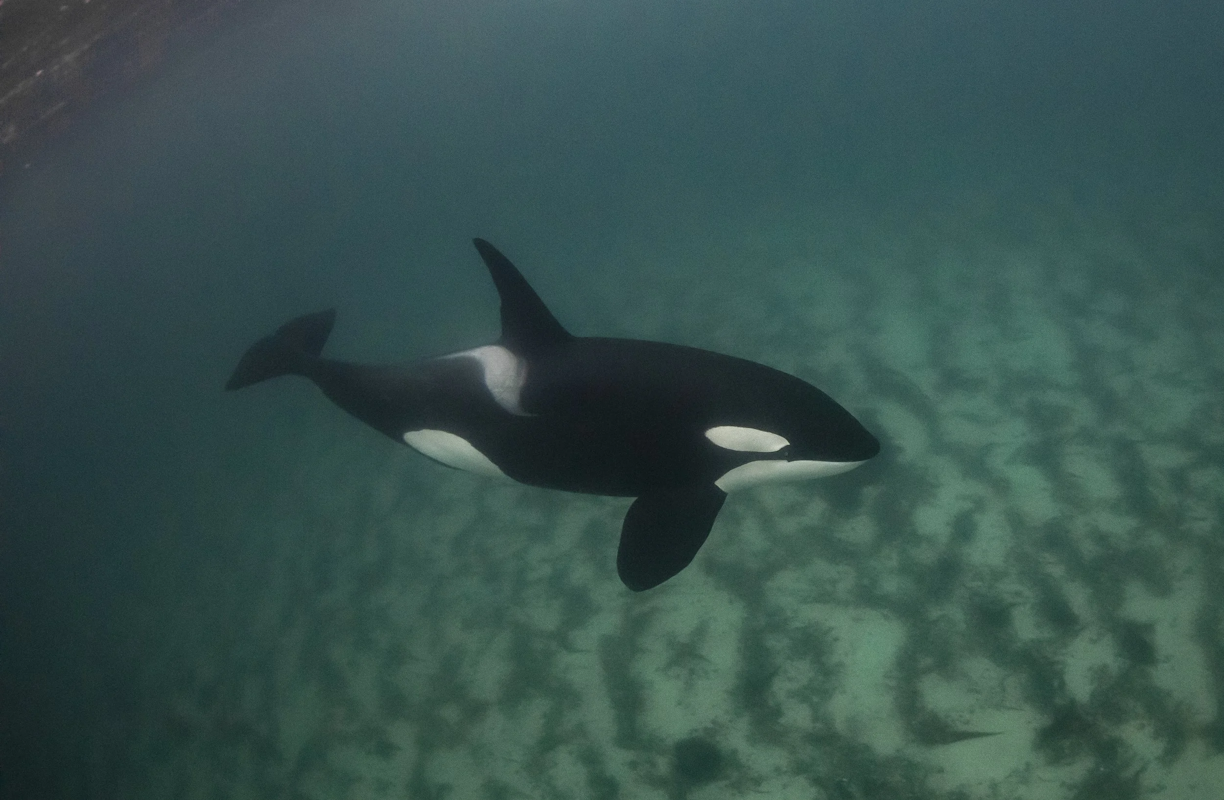 Wildlife Expeditions & Photography Adventures | SDM Adventures