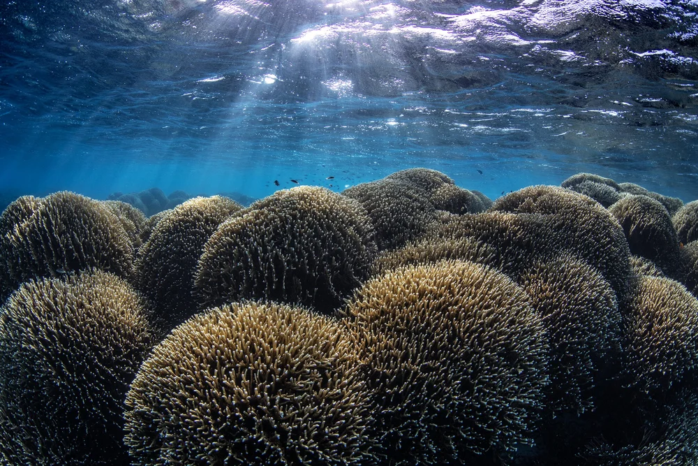 Wildlife Expeditions & Photography Adventures | SDM Adventures