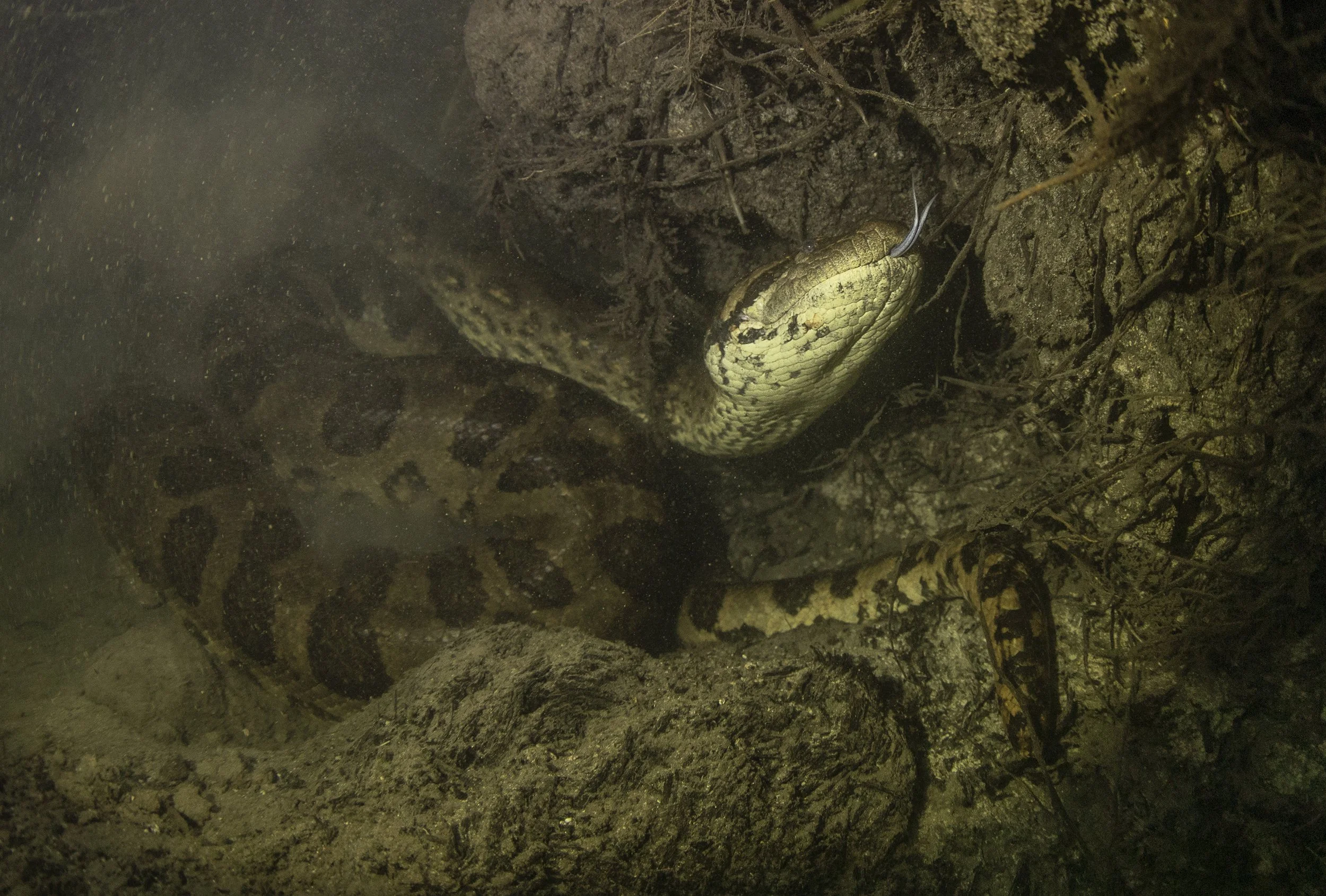 Anaconda Diving...Into the Black. PART ONE.tem_title% – Wildlife ...