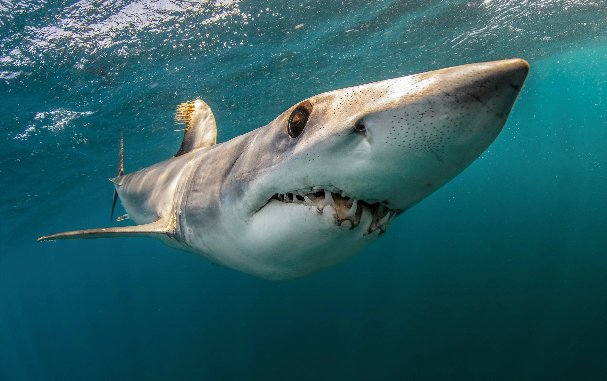 Mako and Blue Shark Diving Adventure in Cabo San Lucas, MX. - Swim with ...