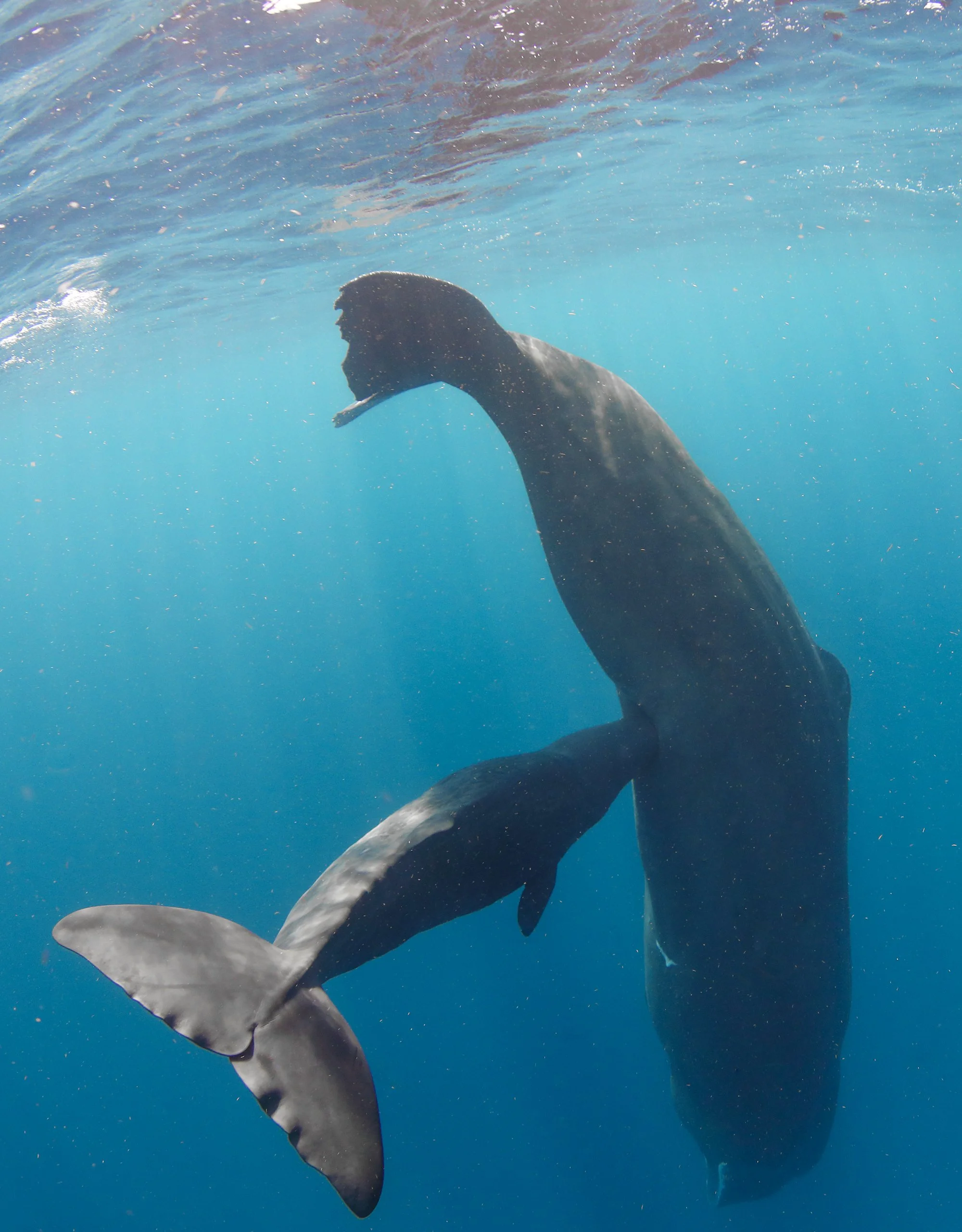 Sperm Whale Diving - Diving with sperm whales off Dominica Island ...