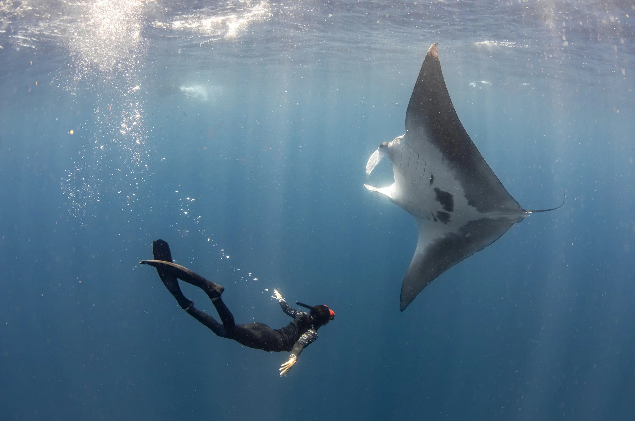 Yesterday was All about Manta Rays... Today was all about the SHARKS ...