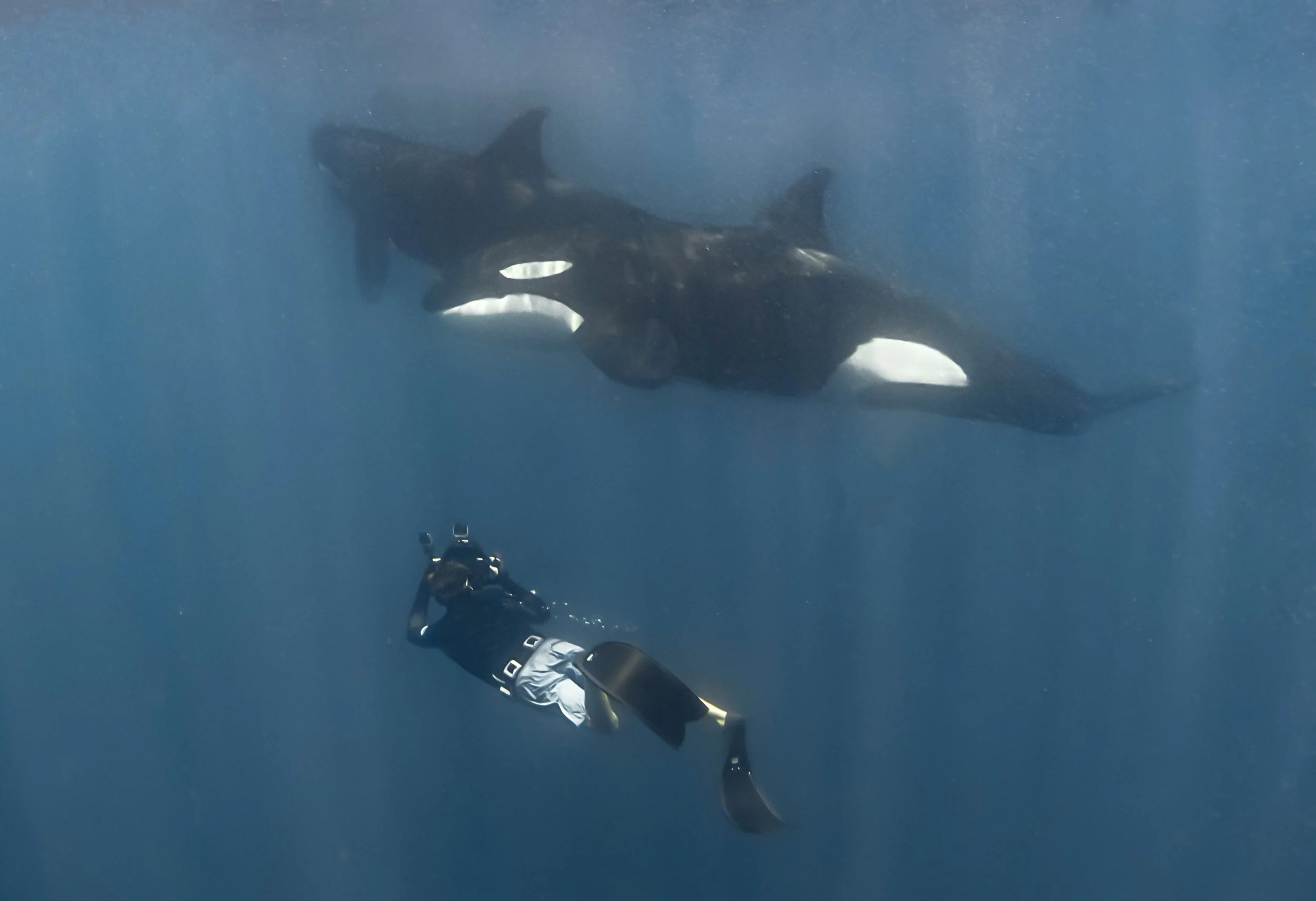 Scuba Diving With Killer Whales