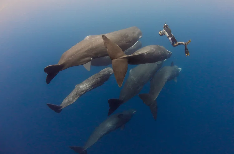 Wildlife Expeditions & Photography Adventures | SDM Adventures