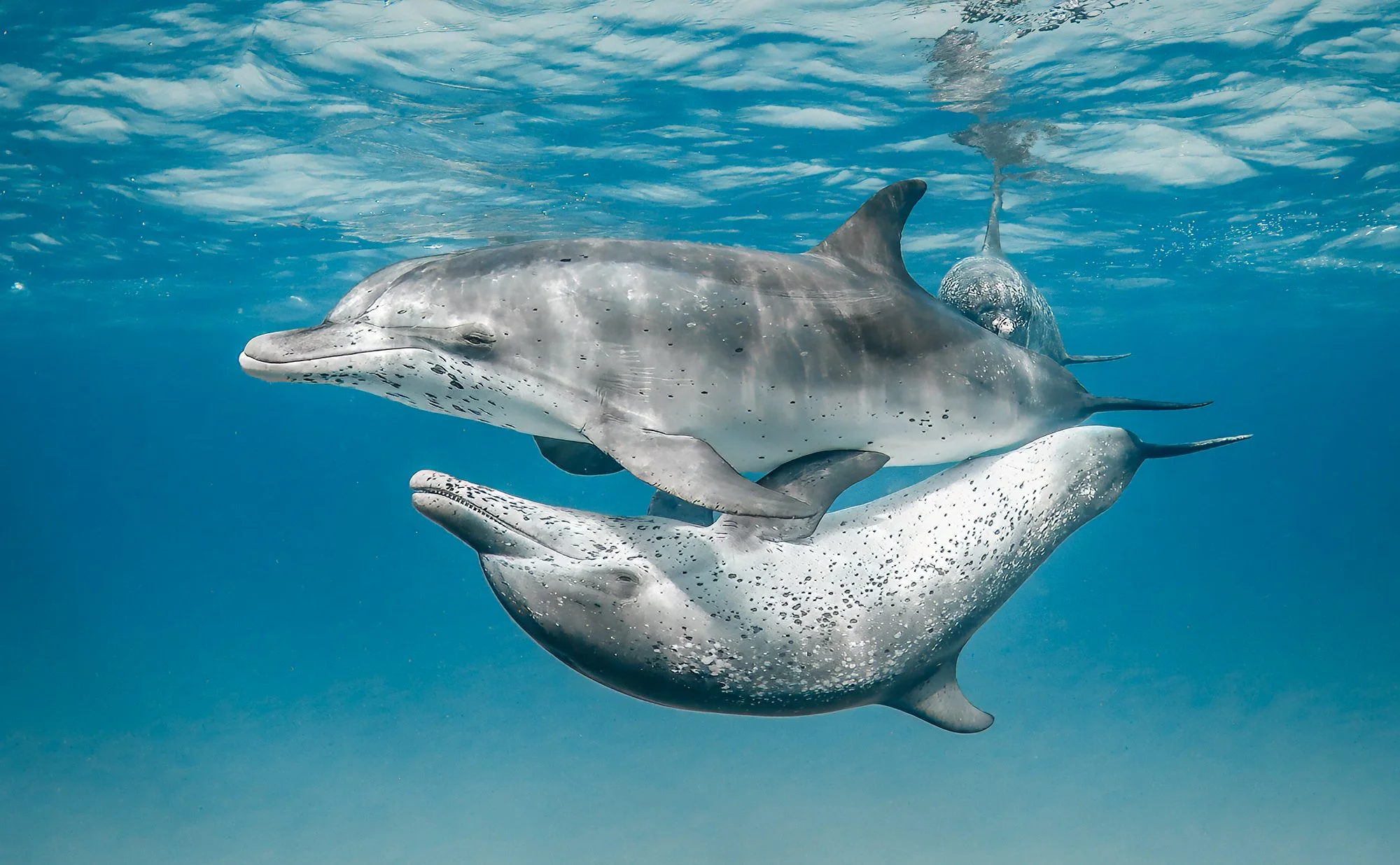 Through The Lens Capturing Wildlife Moments That Tell A Storytem title