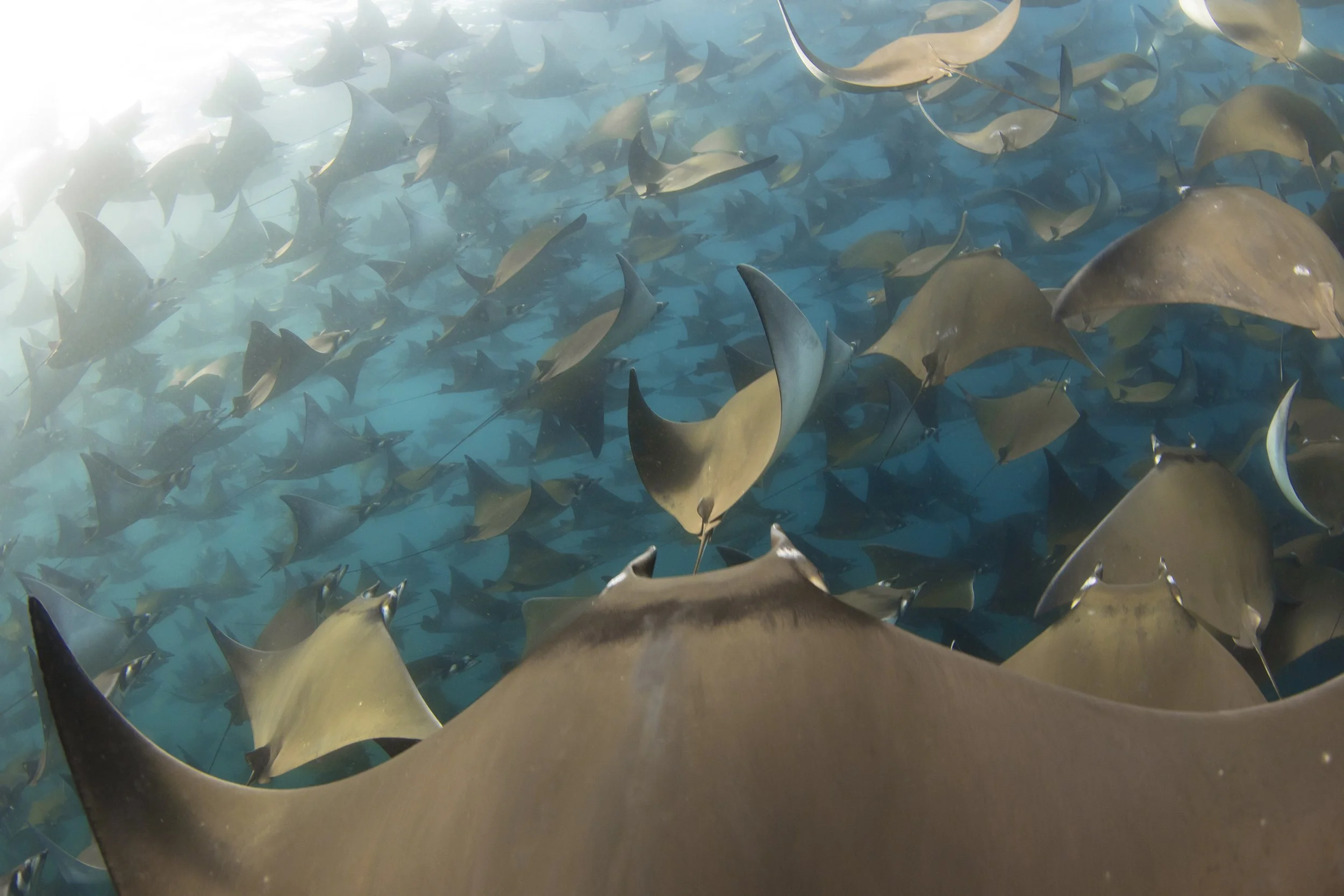 Orca Diving off Baja Mexico — SDM Diving