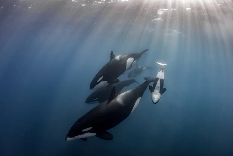 Are Orcas Dangerous? What I Learned in the Watertem_title% – Wildlife ...