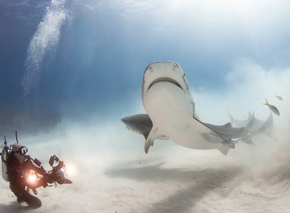 🦈 What It’s Really Like Swimming with Tiger Sharkstem_title% – Wildlife ...