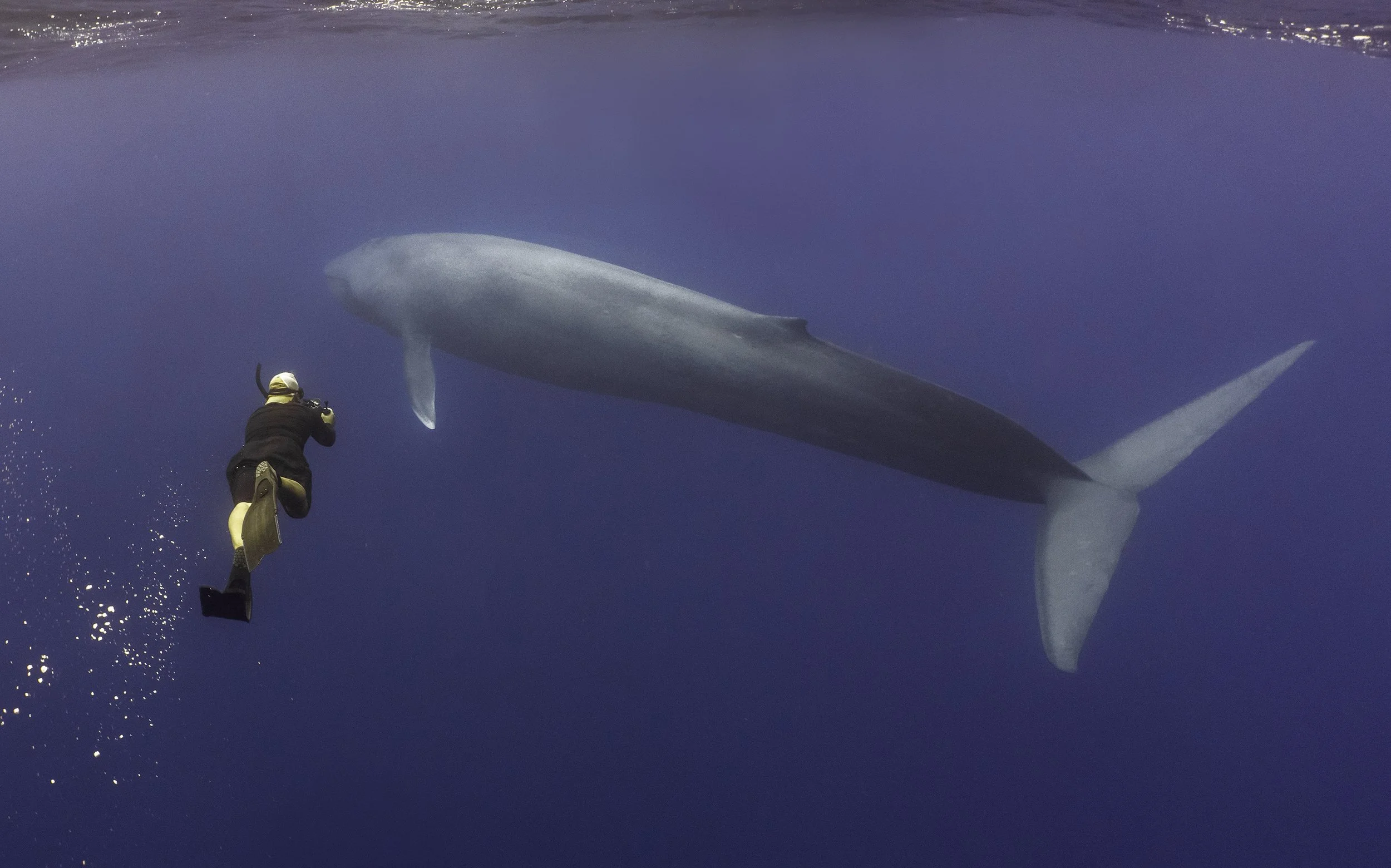 Blue Whale Diver