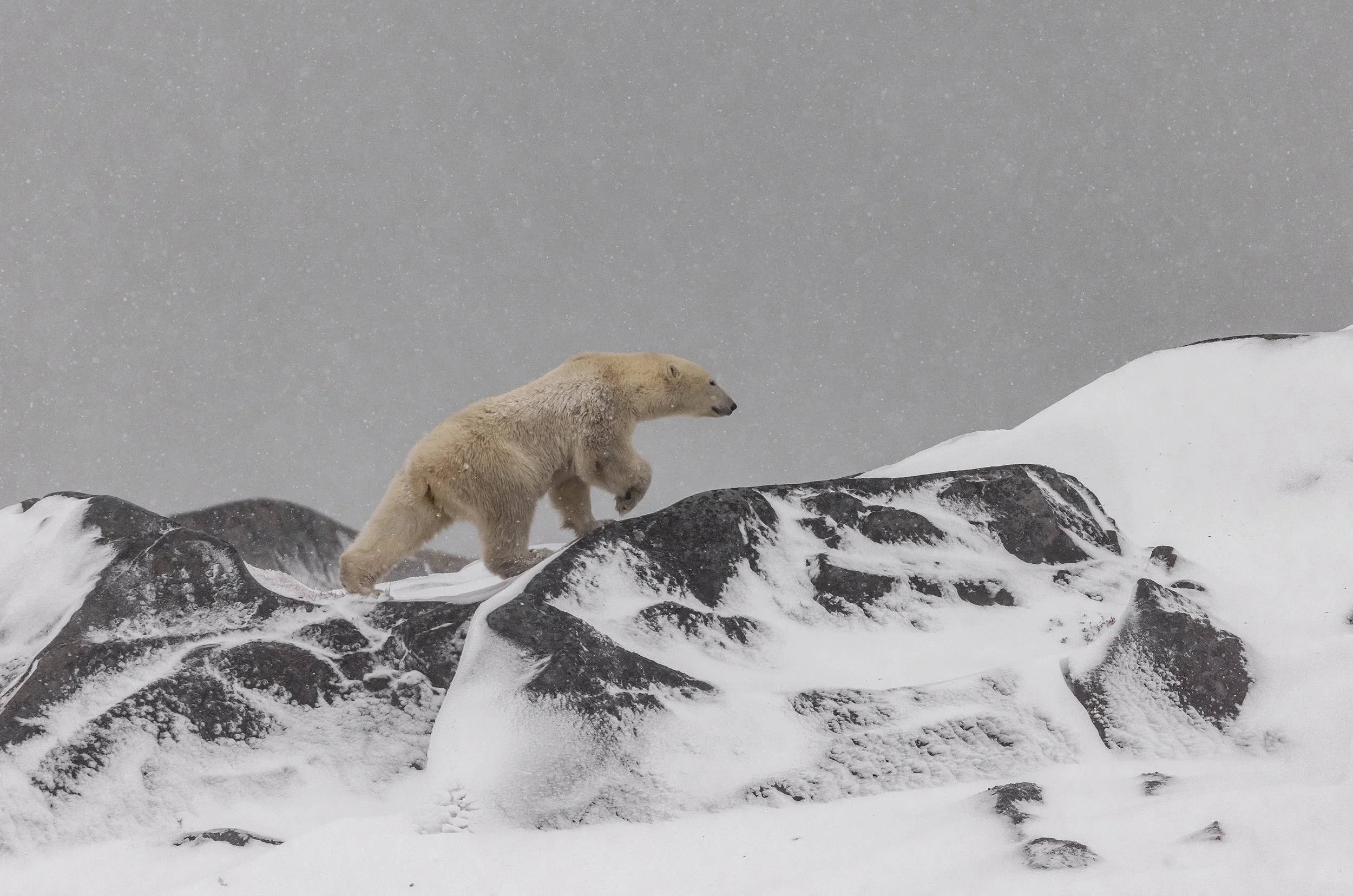 Wildlife Travel and Photography Blog — SDM Diving