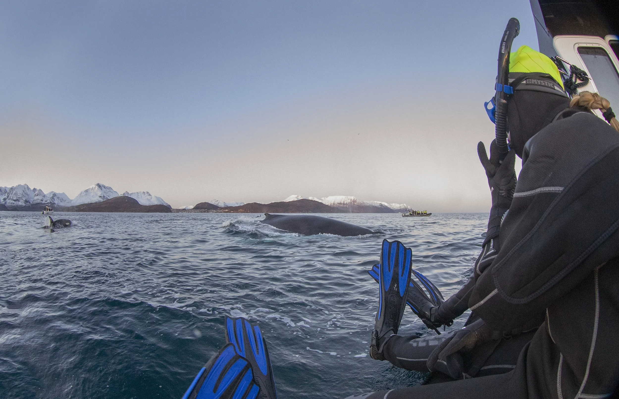 Orca Diving Expedition off Skervoy, Norway — SDM Diving