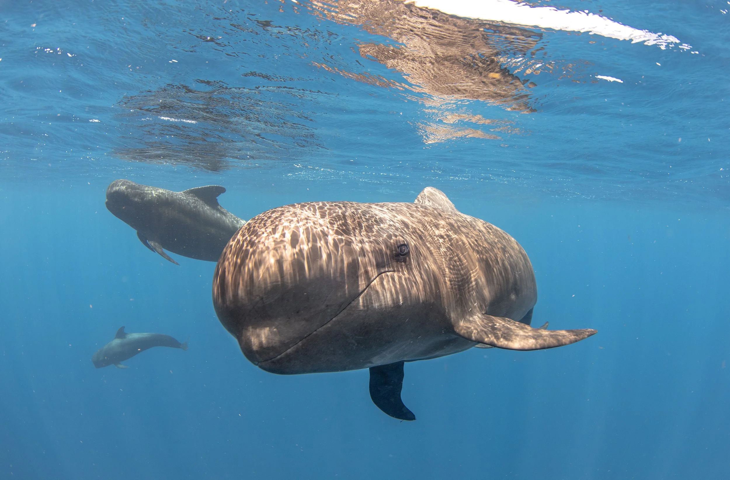 Baby Pygmy Sperm Whale